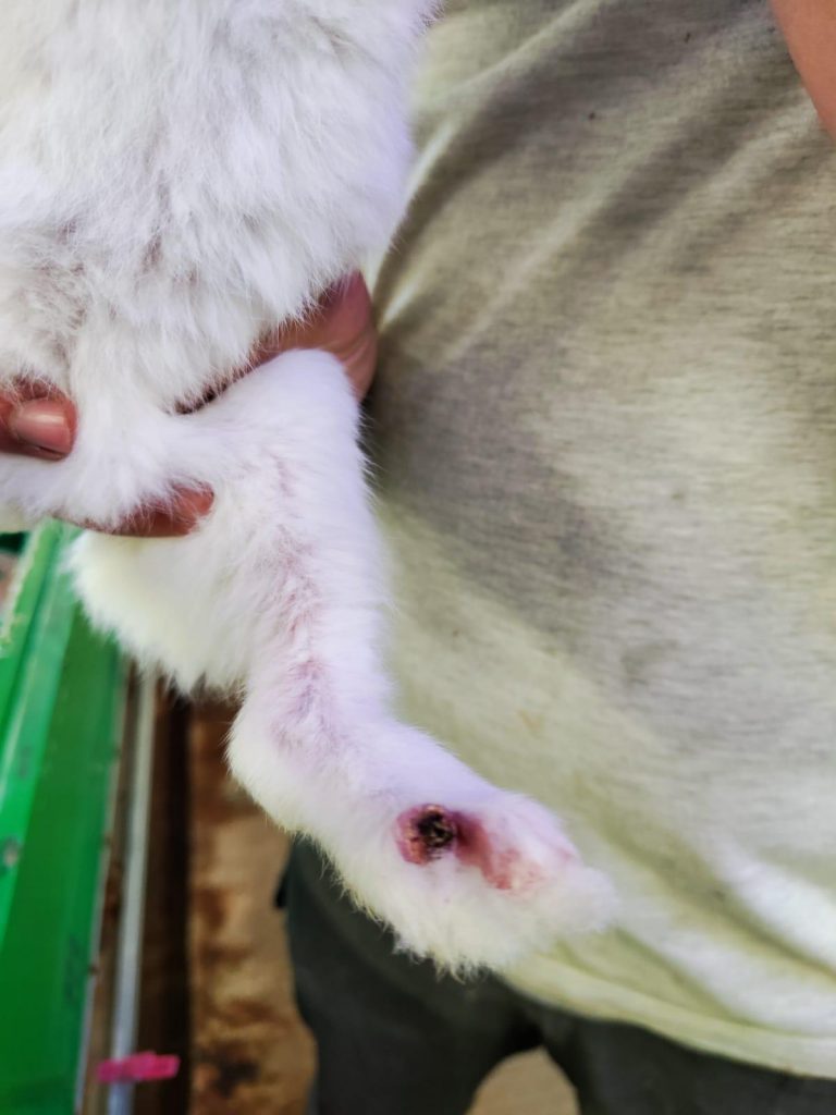 Pododermatitis de conejo - Zenit